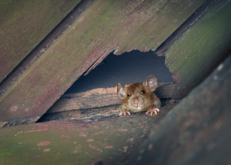 Noisy Nights? How to Identify and Eliminate Rats in Your Ceiling ...