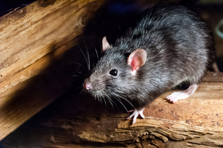 Noisy Nights? How to Identify and Eliminate Rats in Your Ceiling ...