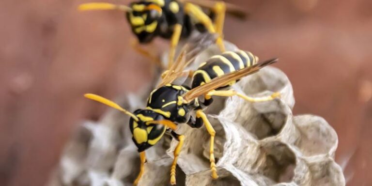 Guide to the Different Types of Wasps in Florida | Orange Pest Control