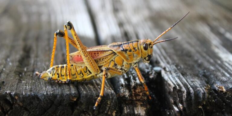 Is the Eastern Lubber Grasshopper Poisonous? - Orange Pest Control