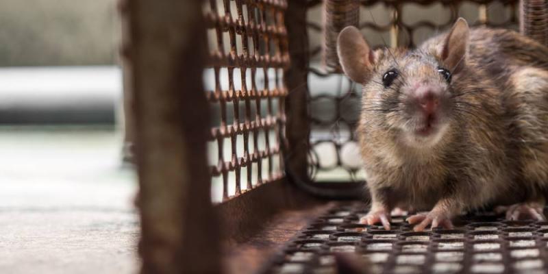 Choosing Bait for Rats: Rat Trapping Techniques - Orange Pest Control