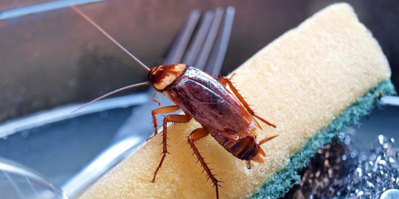 How to Eliminate Cockroaches in Kitchen Cabinets - Orange Pest Control