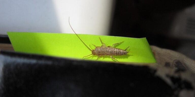Understanding Silverfish in Florida: Habits and Control - Orange Pest ...