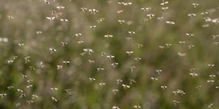 Mastering DIY Mosquito Control in Florida | Orange Pest Control