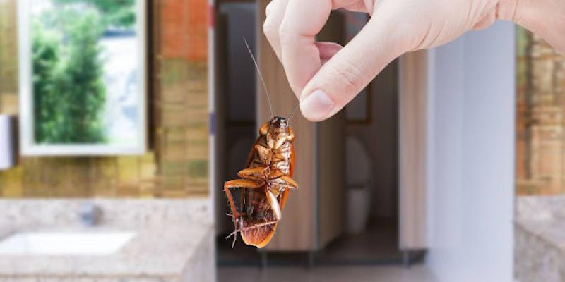 How to Stop Roaches From Coming Up the Drain - Orange Pest Control