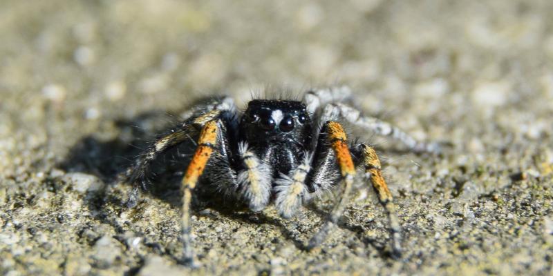 Beach Spiders: Exploring Sandy Shores Arachnids - Orange Pest Control