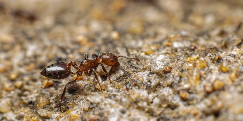 How to Deal with Ant Hills in Your Yard – Step By Step Guide – Orange ...