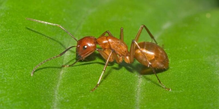 Guide to Effective Pyramid Ant Control | Orange Pest Control
