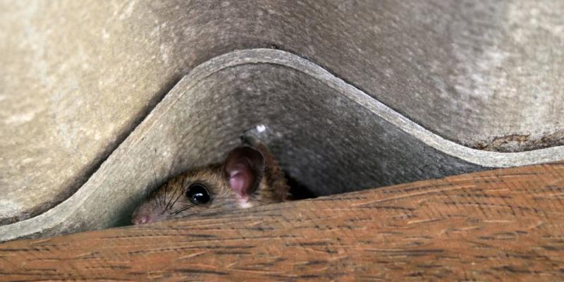 Noisy Nights? How to Identify and Eliminate Rats in Your Ceiling ...