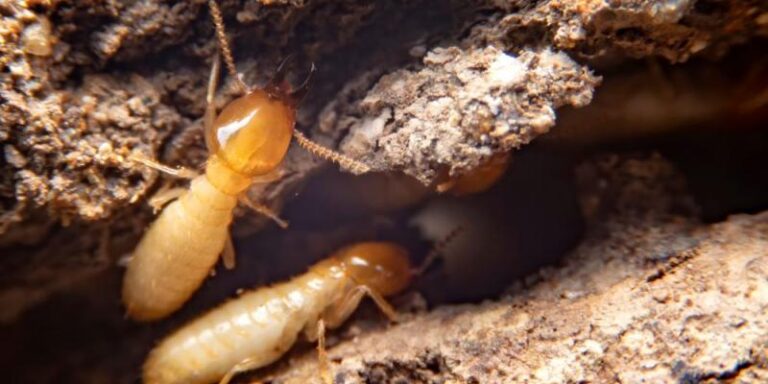 Termites in Florida: An In-Depth Guide - Orange Pest Control