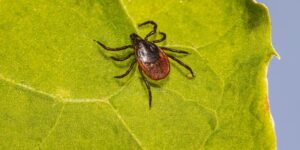 Ticks in Florida: What You Need to Know | Orange Pest Control