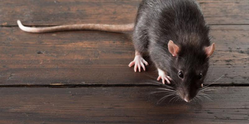 Do You Have Rats in Your Ceiling? Here's Why - and How to Get Rid of ...