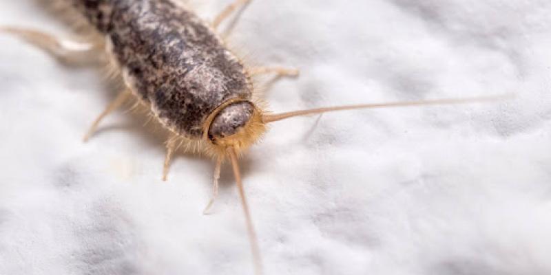 Do Silverfish Jump? A Guide to Their Behavior - Orange Pest Control