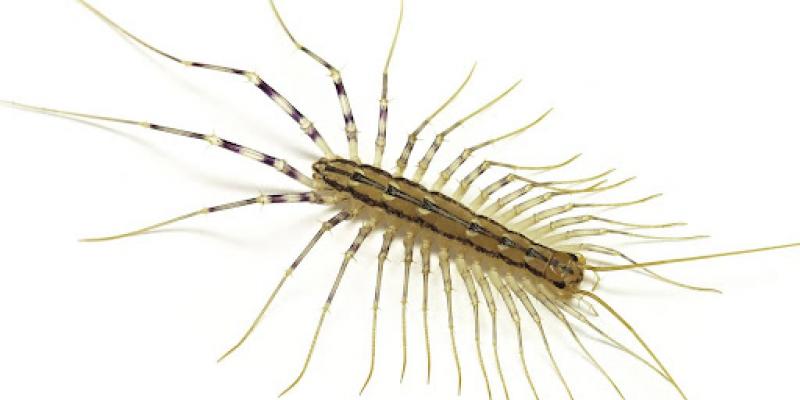 Legs for Days: A Closer Look at Florida Centipede Species - Orange Pest ...