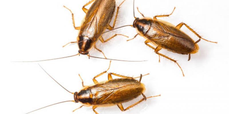 How to Tell the Difference: German Cockroach vs. American Cockroach ...