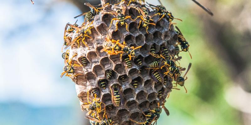 When Are Wasps Most Active? Unveiling the Peak Times of Wasp Activity ...
