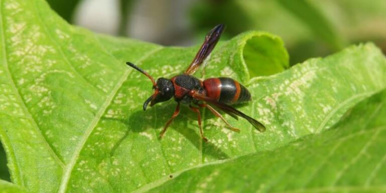 Wasps in Florida: 5 Common Types of Stinging Menaces - Orange Pest Control