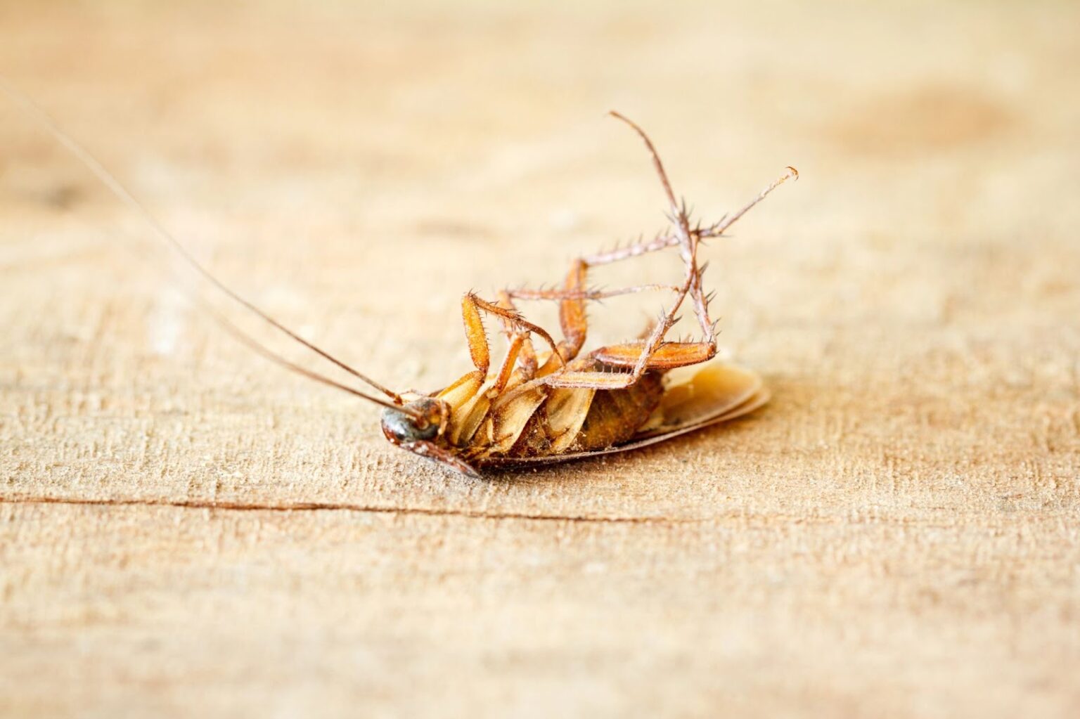 Best Ways to Keep Cockroaches Out | Brevard County Cockroach Control ...